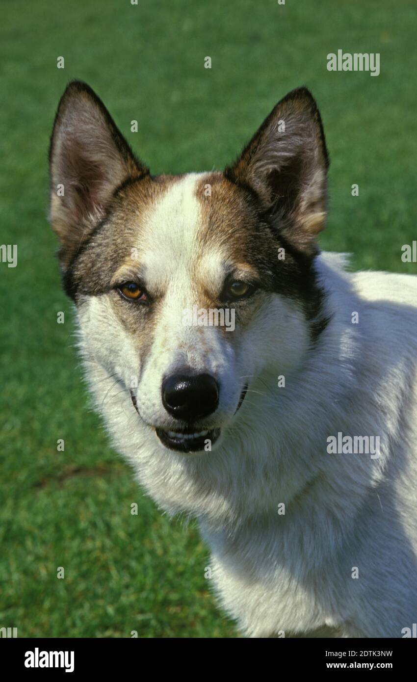 SIBERIAN LAIKA DOG Stock Photo - Alamy