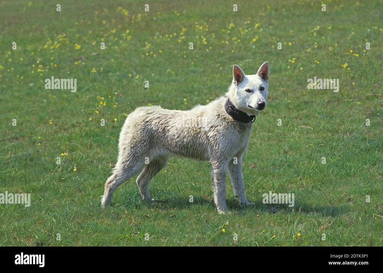 Kishu Wags Its Tail