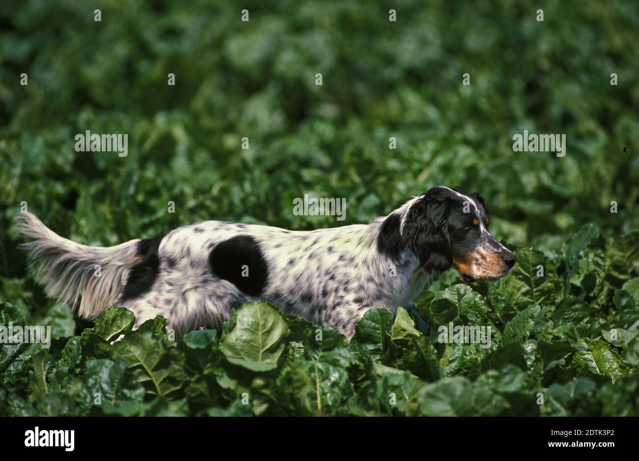 English Setter Dog hunting in Sugar Beet Field Stock Photo - Alamy