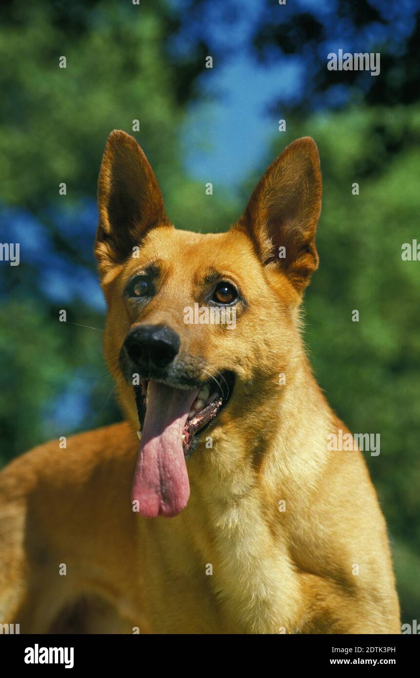 Portrait of Domestic Dog with Tongue out Stock Photo - Alamy