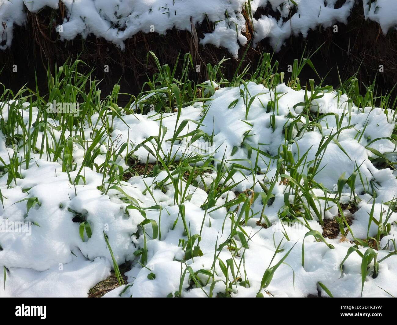 Green spring nature hi-res stock photography and images - Alamy