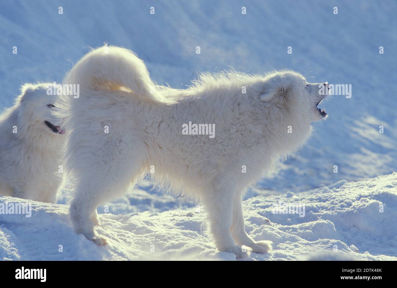 Yapping Dog High Resolution Stock Photography and Images - Alamy