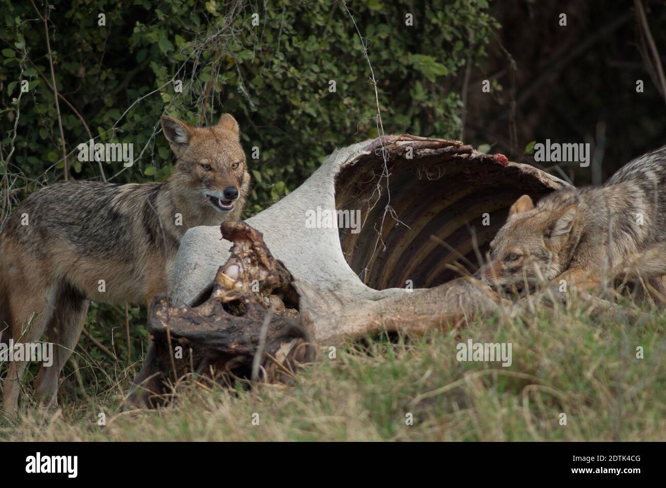 Zebu Colors High Resolution Stock Photography and Images - Alamy