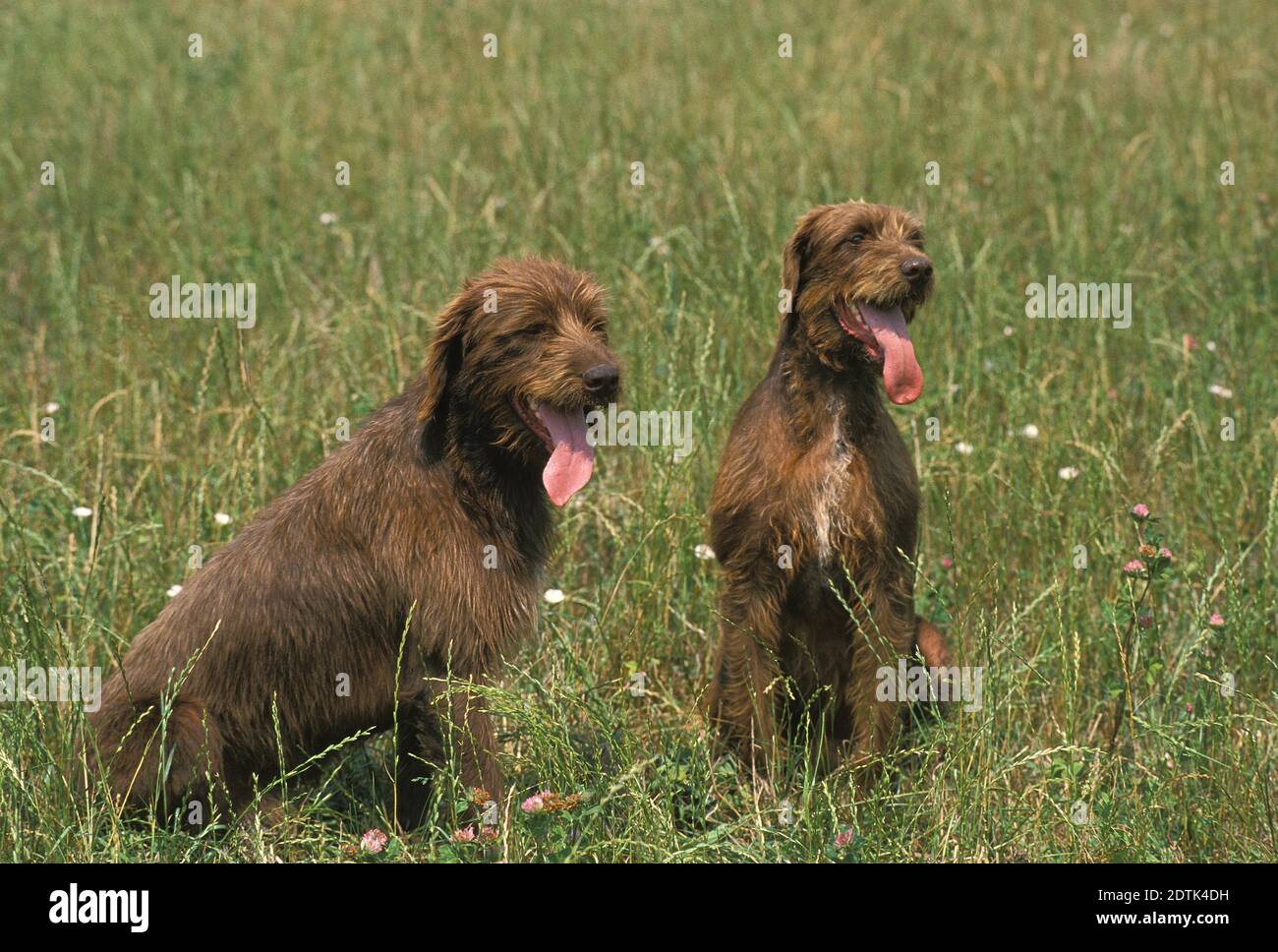 Pudel Pointer, Portait of Dog Stock Photo - Alamy