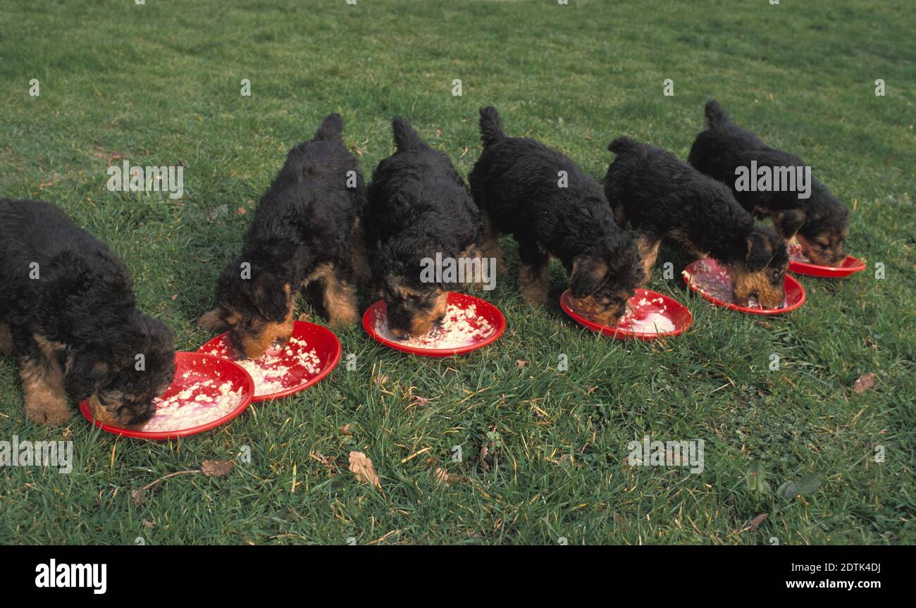 Baby airedale terrier hi-res stock photography and images - Alamy