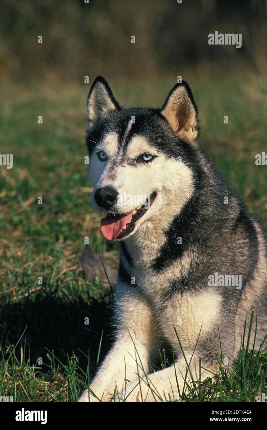 Husky laying on grass hi-res stock photography and images - Alamy