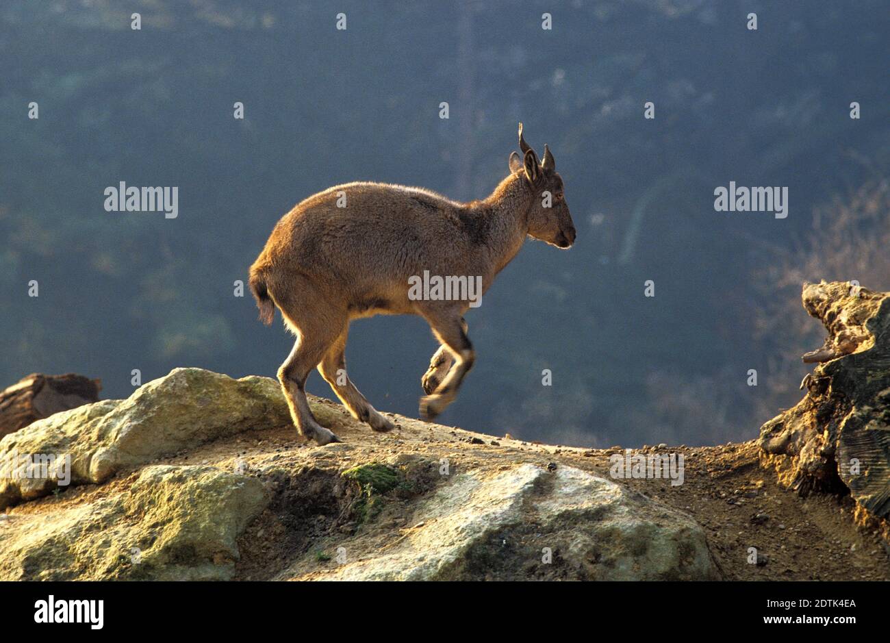 Rove goat hi-res stock photography and images - Alamy