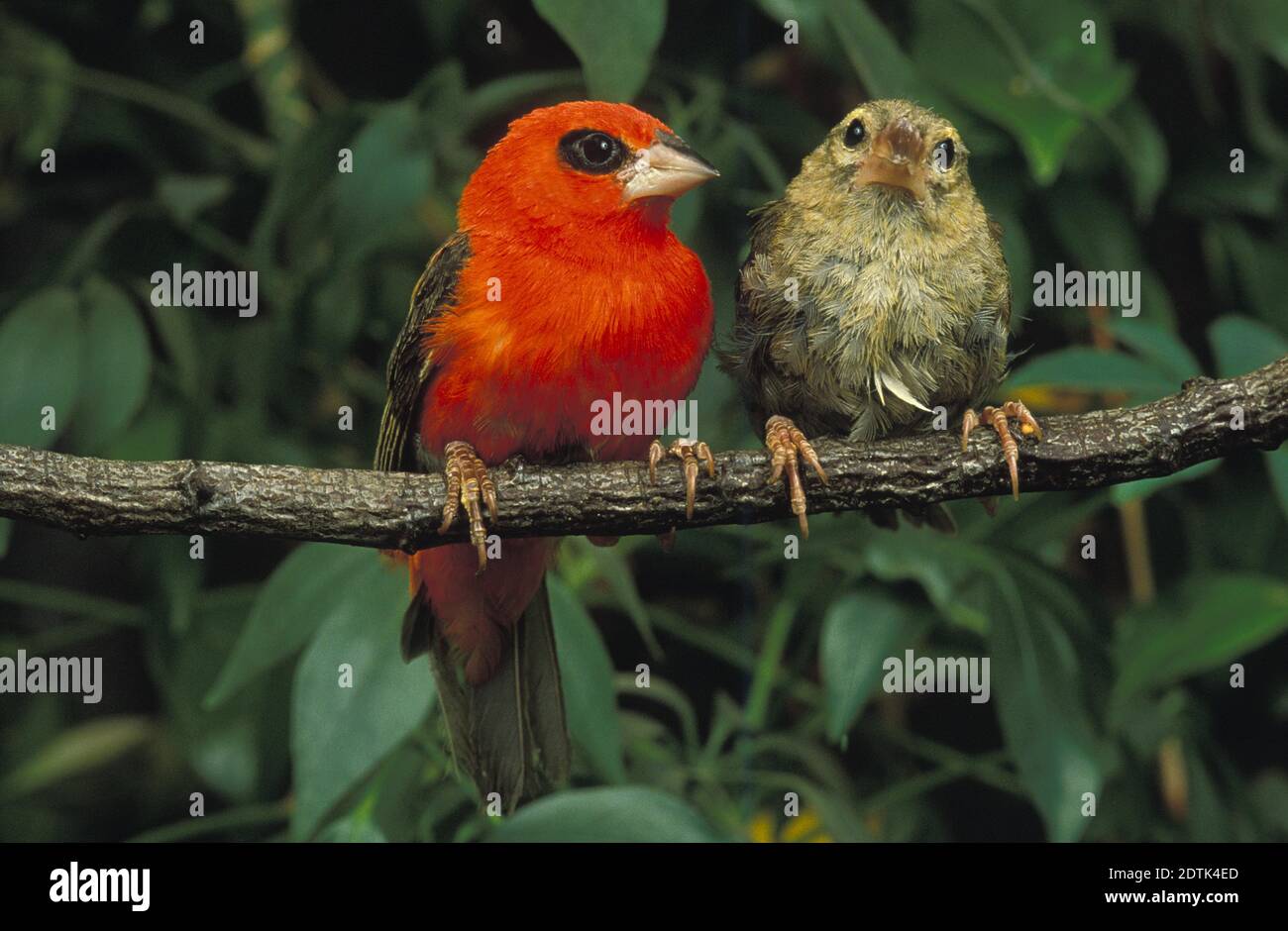 Madagascar Red Fody, foudia madagascariensis, Pair standing on Branch ...