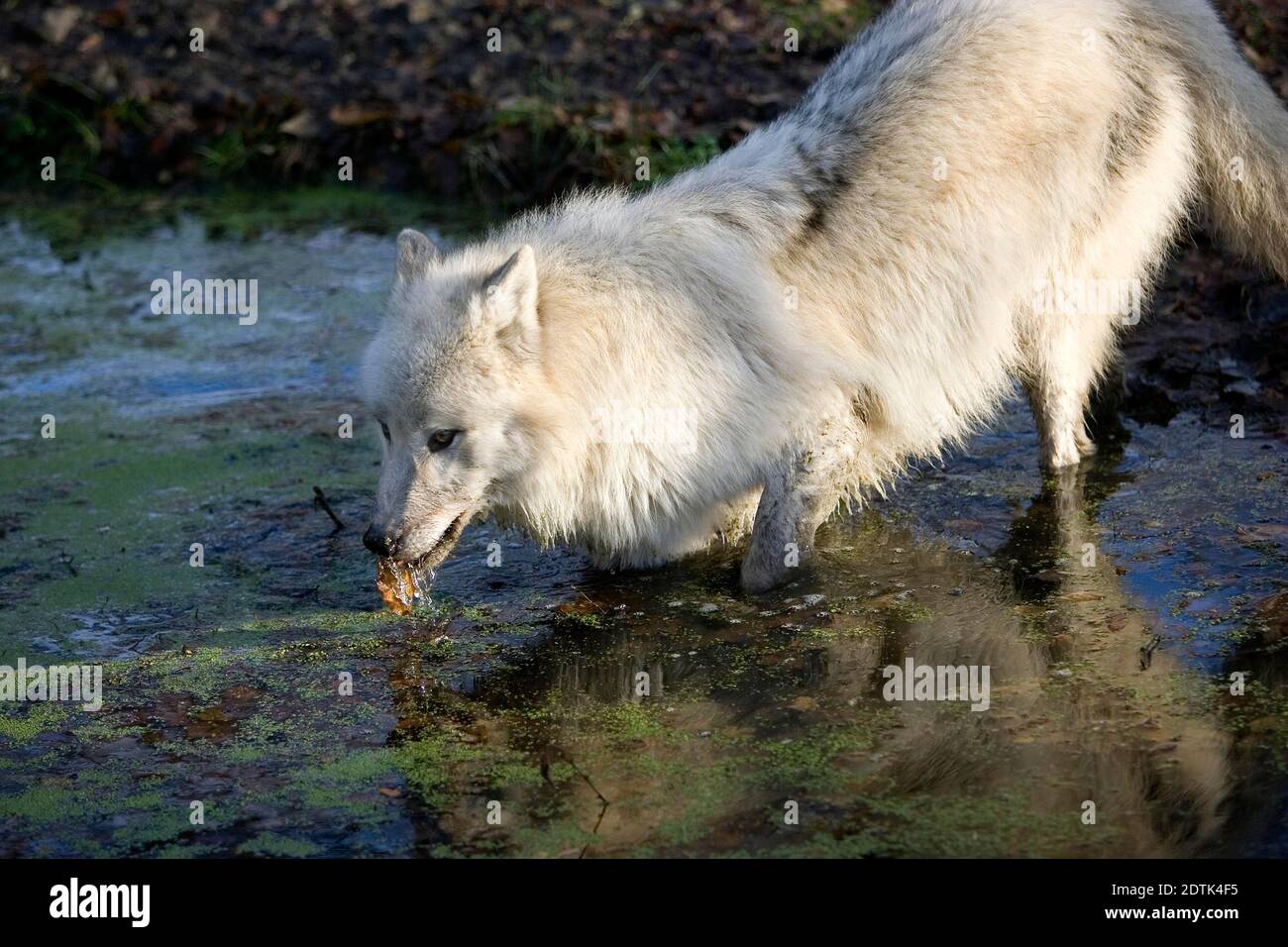 Arctic Wolf, canis lupus tundrarum, Drinking at Waterhole Stock Photo ...