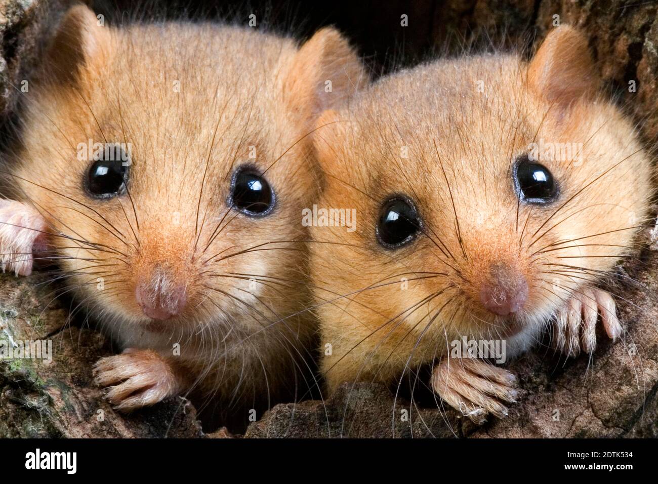 Common Dormouse, muscardinus avellanarius, Pair standing at Nest ...