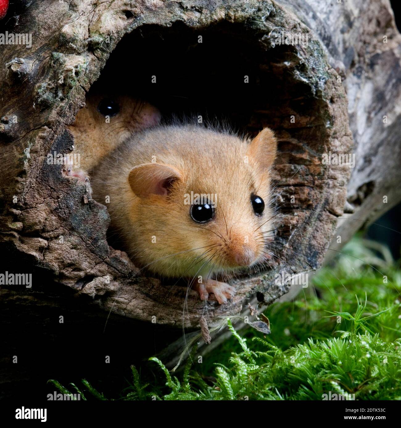 Common Dormouse, muscardinus avellanarius, standing at Nest Entrance ...