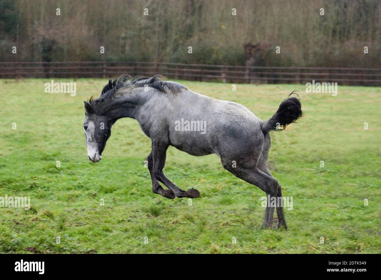 Grey English Thoroughbred, Yearling Bucking, Normandy Stock Photo - Alamy