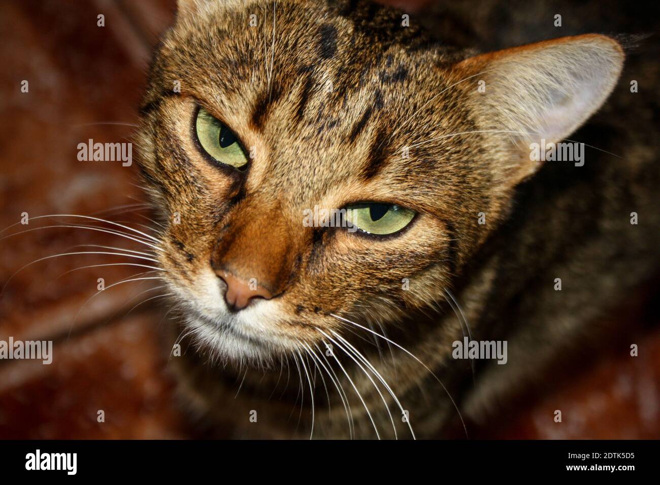 Stern cat hi-res stock photography and images - Alamy