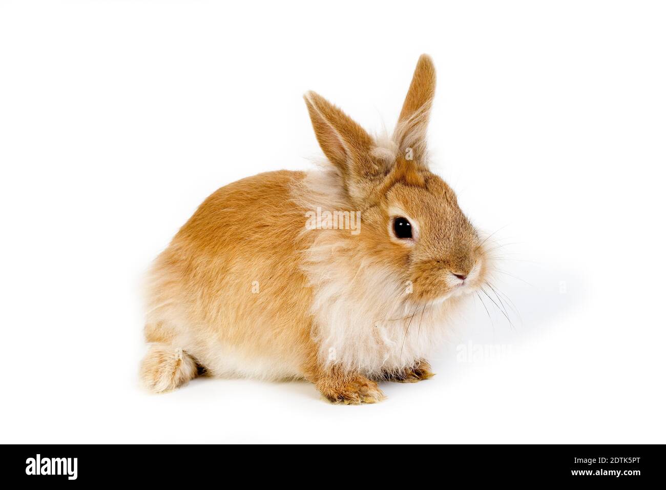 Red Dwarf Rabbit against White Background Stock Photo - Alamy