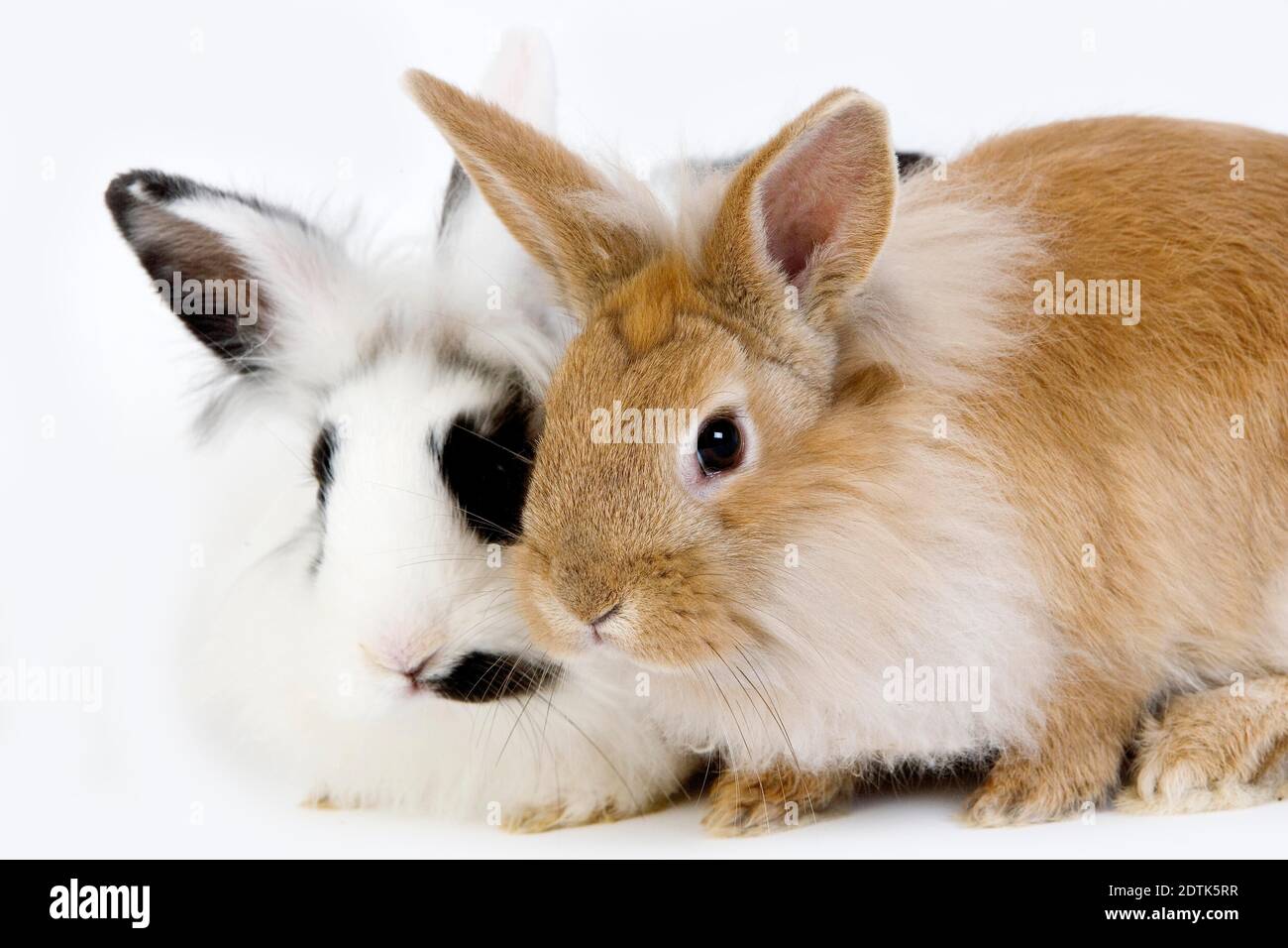 Red with Black and White Dwarf Rabbit against White Background Stock ...