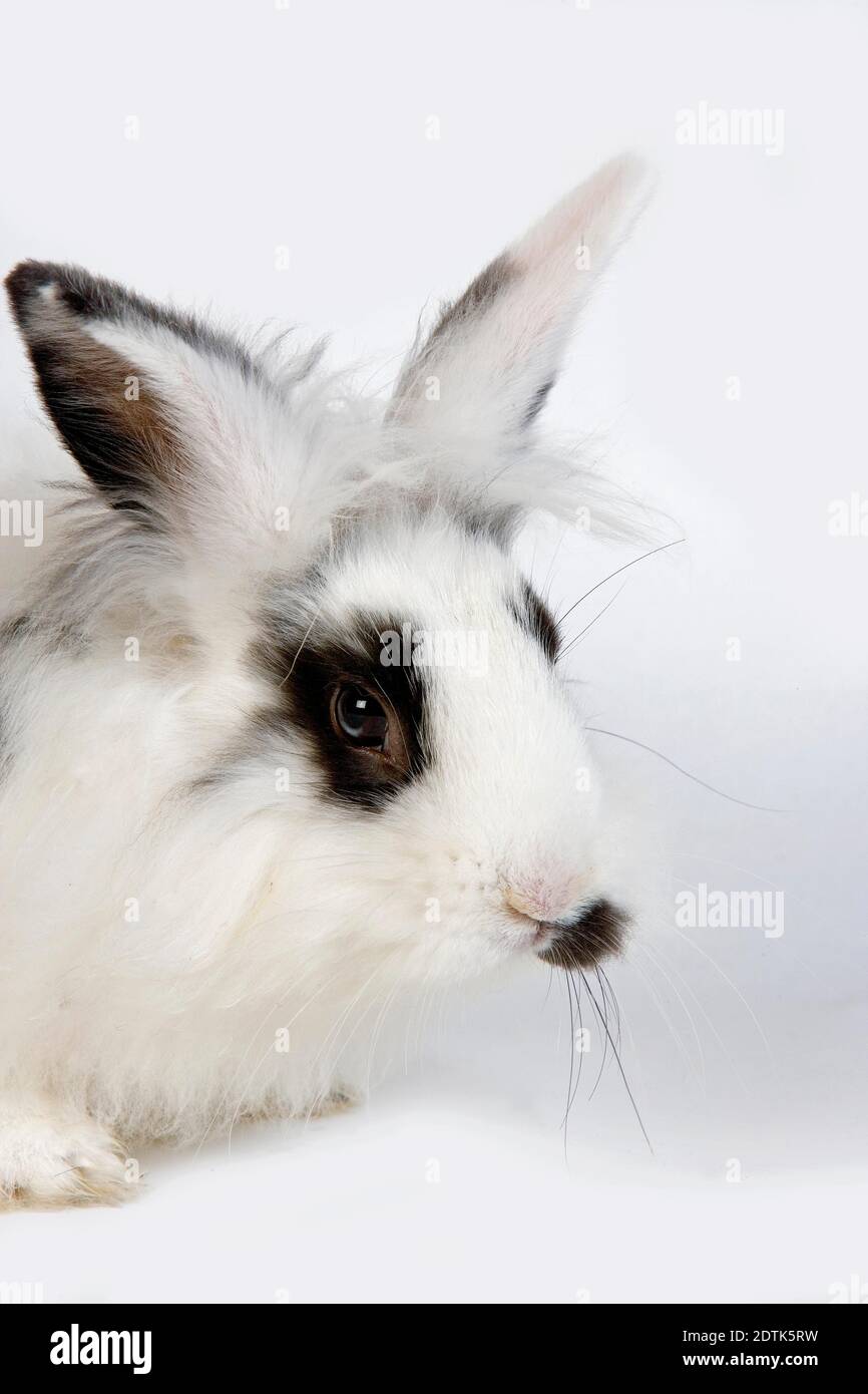 Black and White Dwarf Rabbit against White Background Stock Photo - Alamy