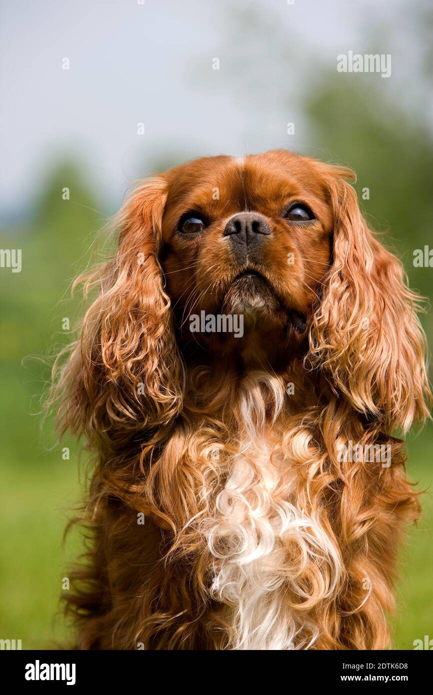 Cavalier King Charles Spaniel, Portrait of Male Dog Stock Photo - Alamy