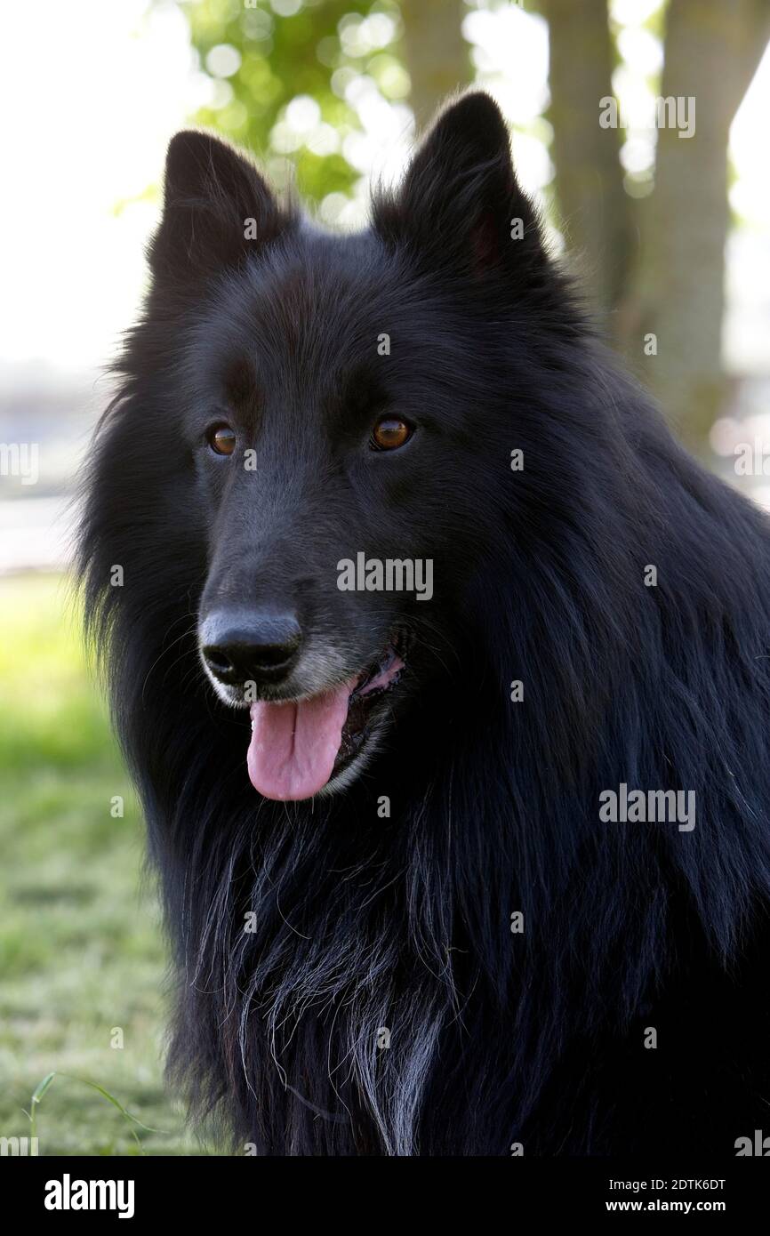 Groenendael Belgian Shepherd Dog Stock Photo - Alamy