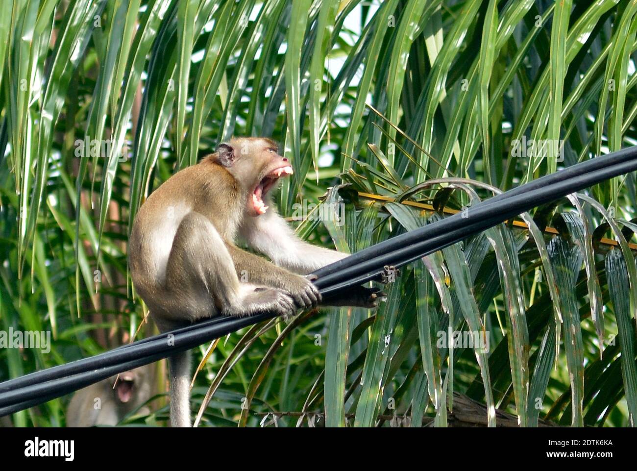 Monkey scream hi-res stock photography and images - Alamy