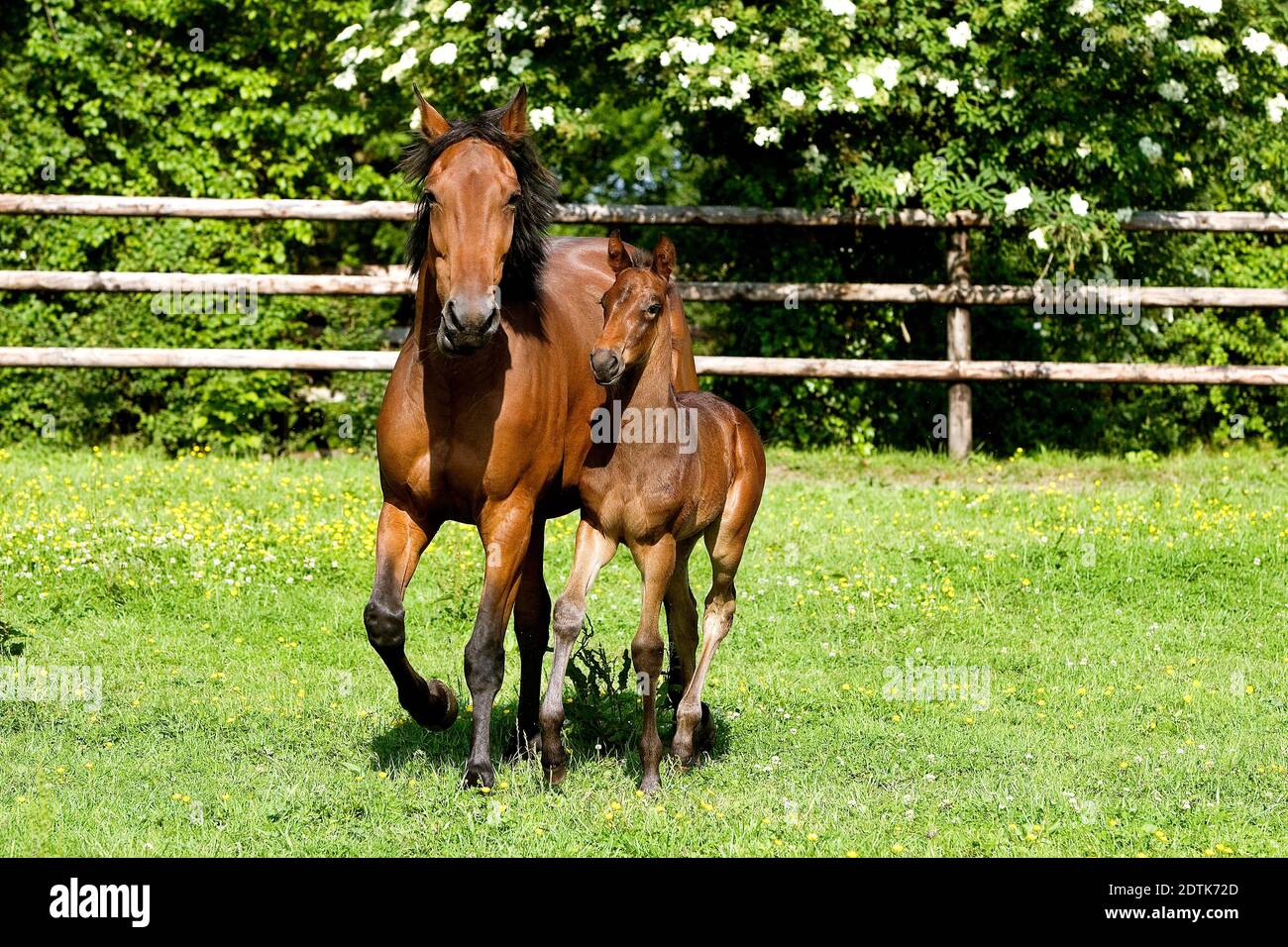 French Trotter, Mother and Foal in Paddock, Normandy Stock Photo - Alamy