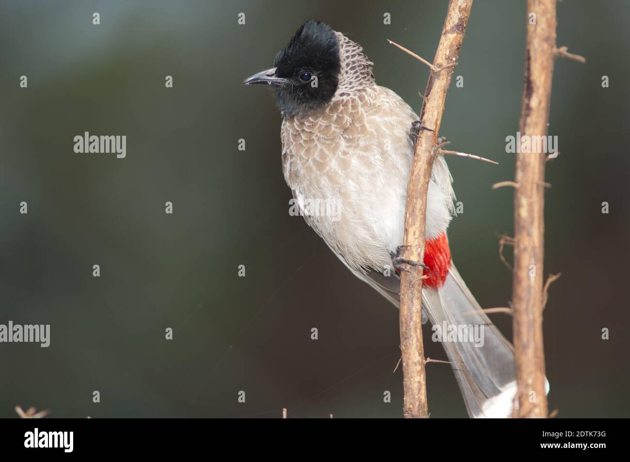 Bulbul species of india hi-res stock photography and images - Alamy