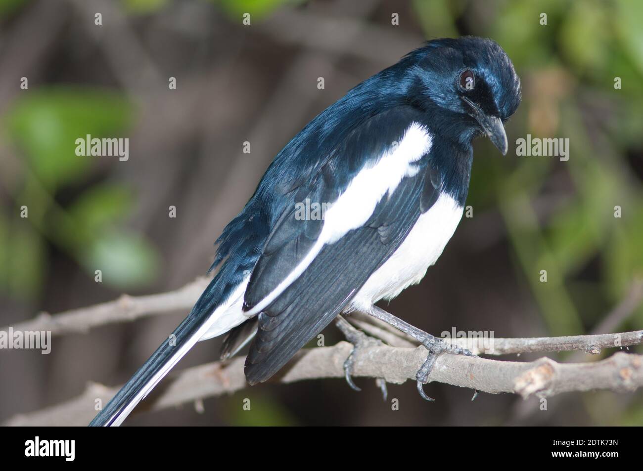 Copsychus Saularis Male India High Resolution Stock Photography and ...