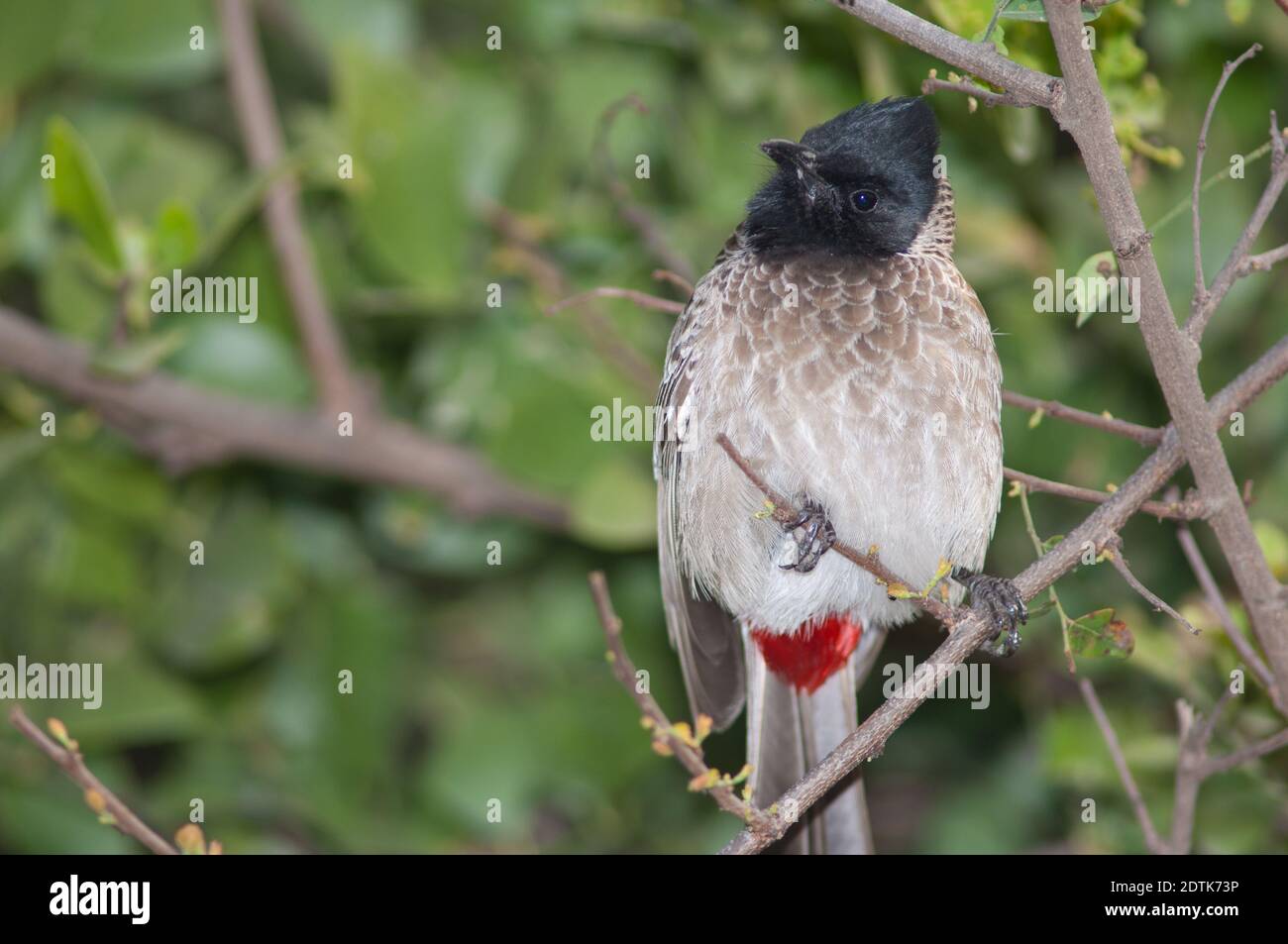 Bulbul species of india hi-res stock photography and images - Alamy