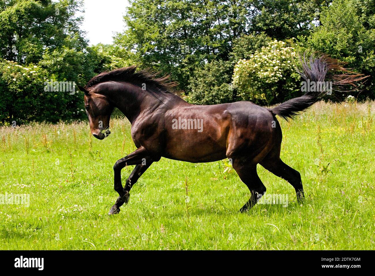 English Thoroughbred, Male Galloping through Meadow, Normandy Stock ...