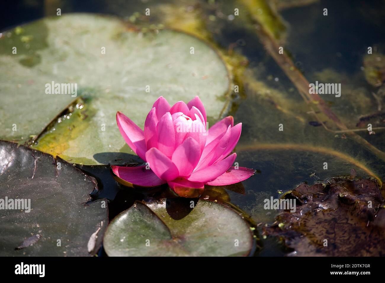 Pink Water Lily Flower, Pond in Normandy Stock Photo - Alamy