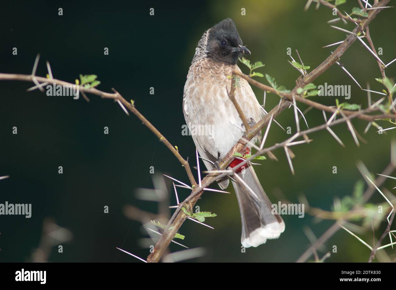 Red-vented bulbul Pycnonotus cafer perched on a Vachellia nilotica ...