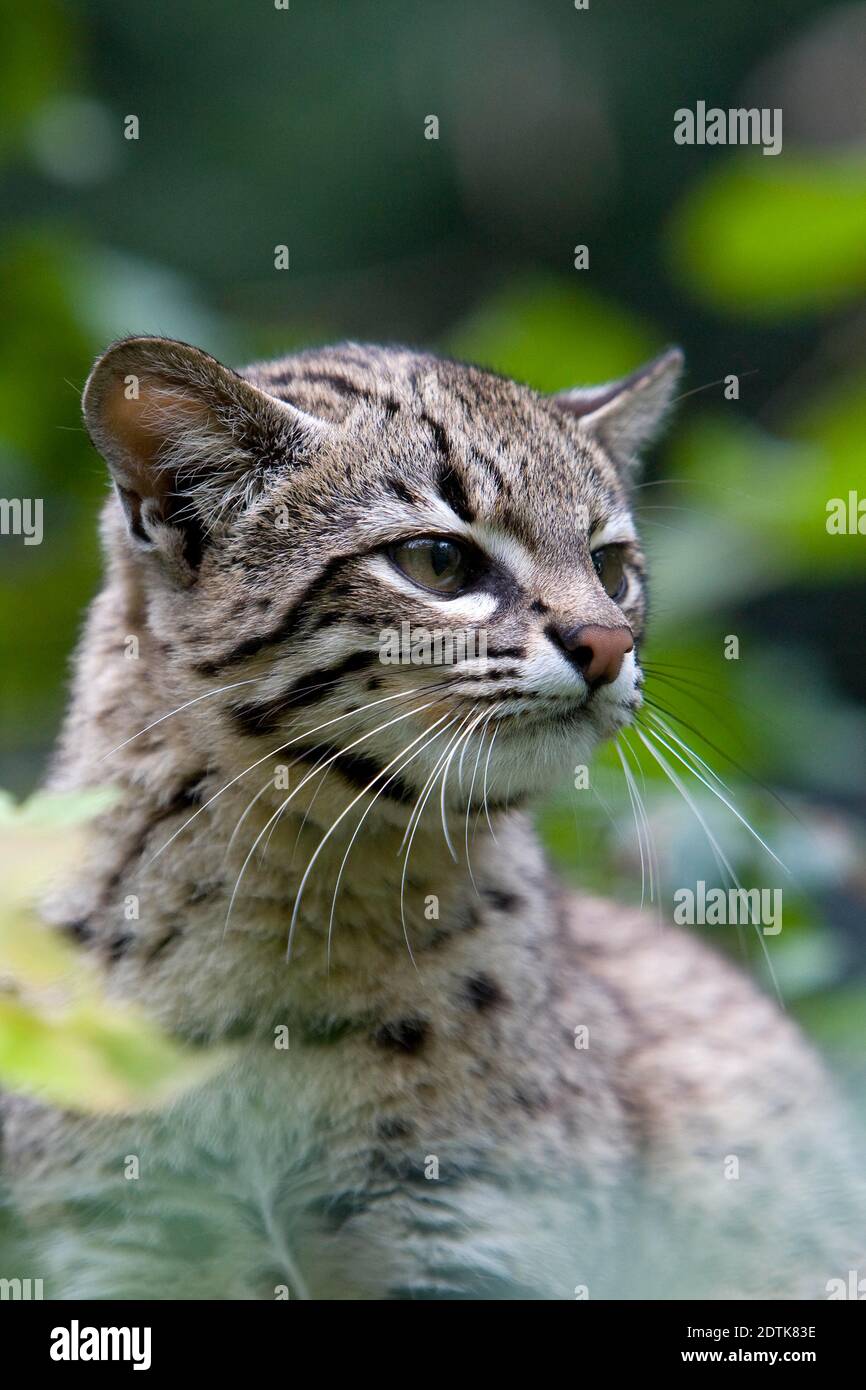Geoffroy's Cat, oncifelis geoffroyi Stock Photo - Alamy
