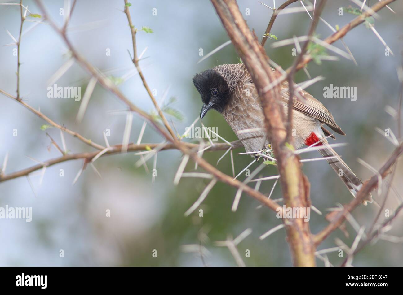 Red-vented bulbul Pycnonotus cafer perched on a Vachellia nilotica ...