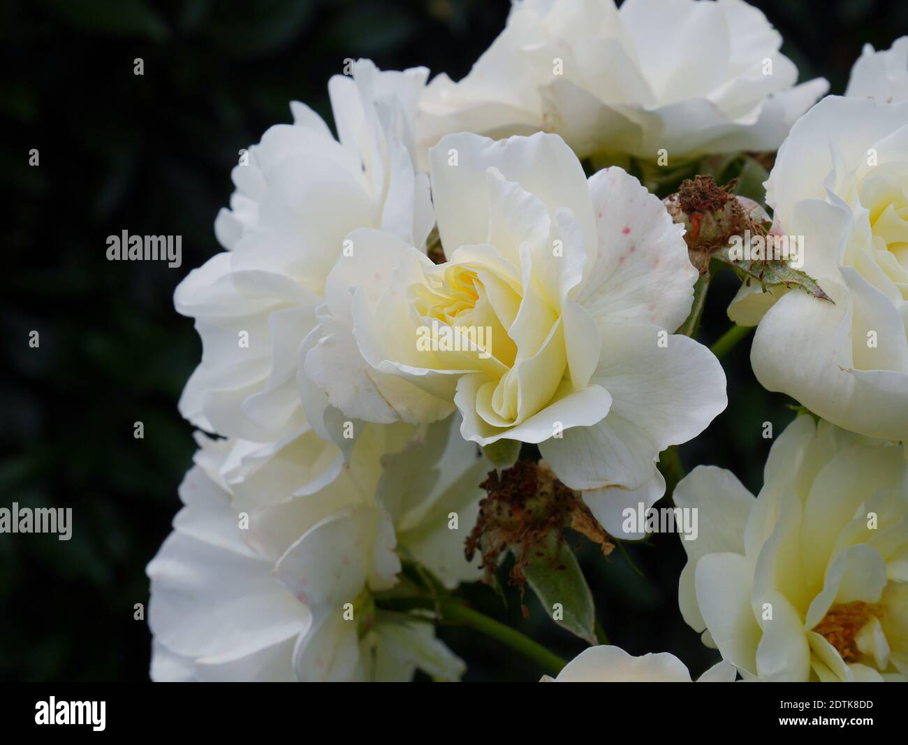 White rose group germany hi-res stock photography and images - Alamy