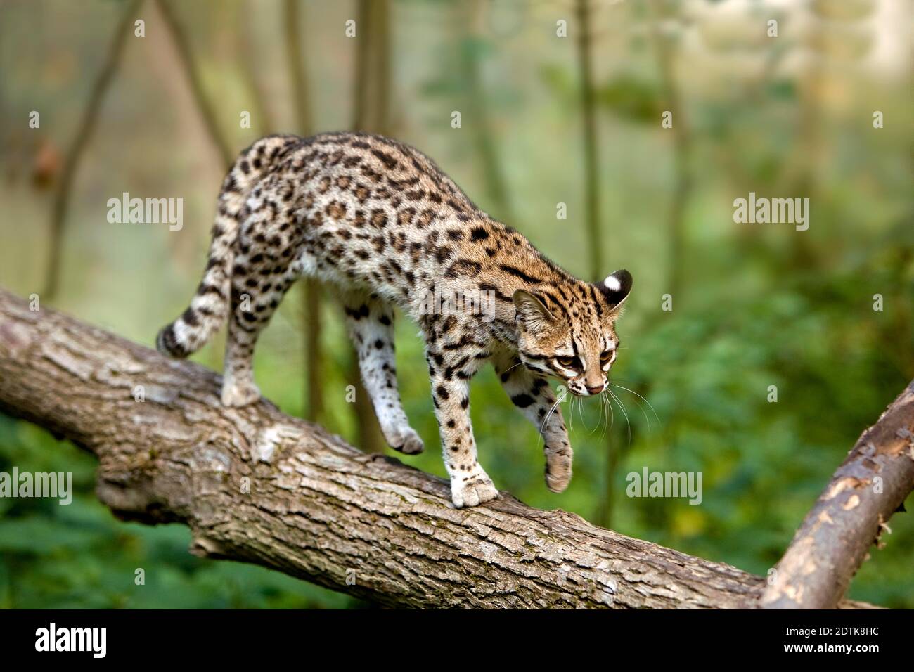 Tiger Cat or Oncilla, leopardus tigrinus, walking on branch Stock Photo ...