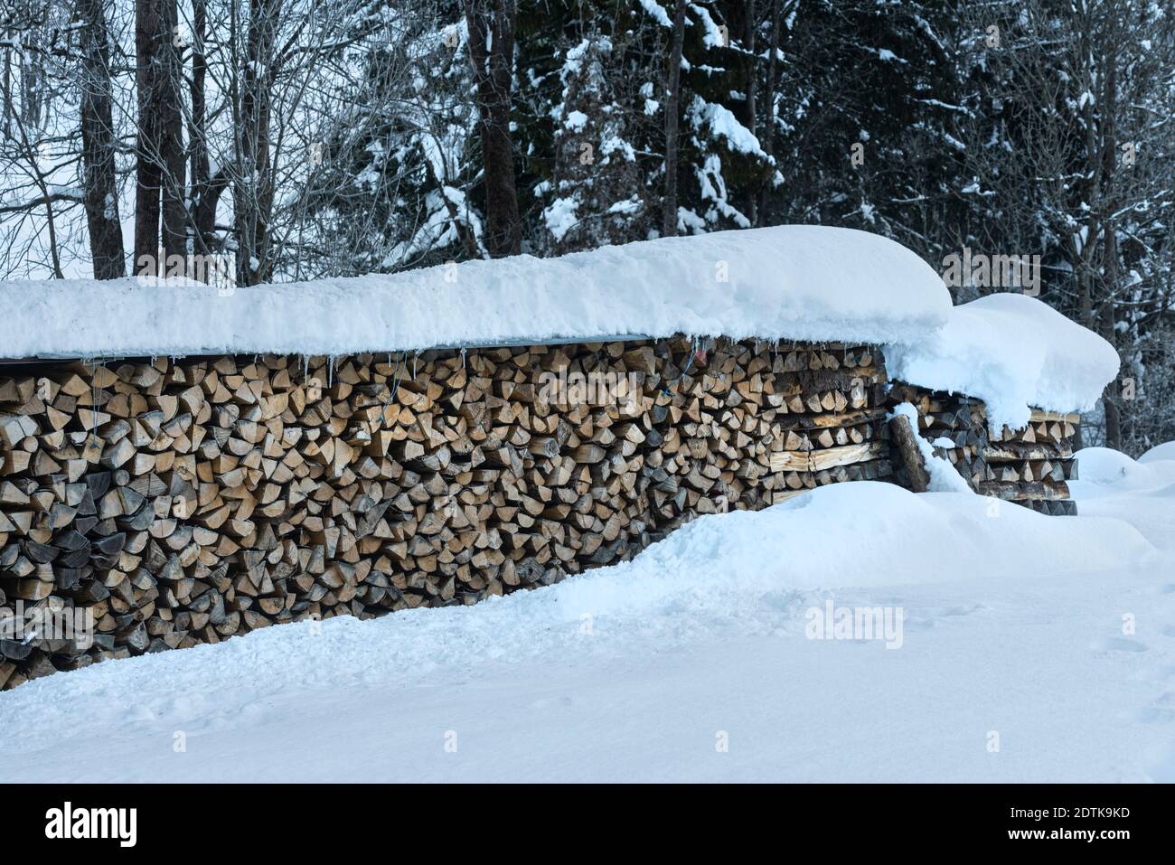 the piles of wooden logs covered with snow in winter Stock Photo - Alamy