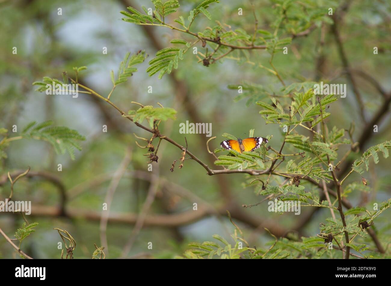 Plain tiger Danaus chrysippus on a Vachellia nilotica. Keoladeo Ghana ...
