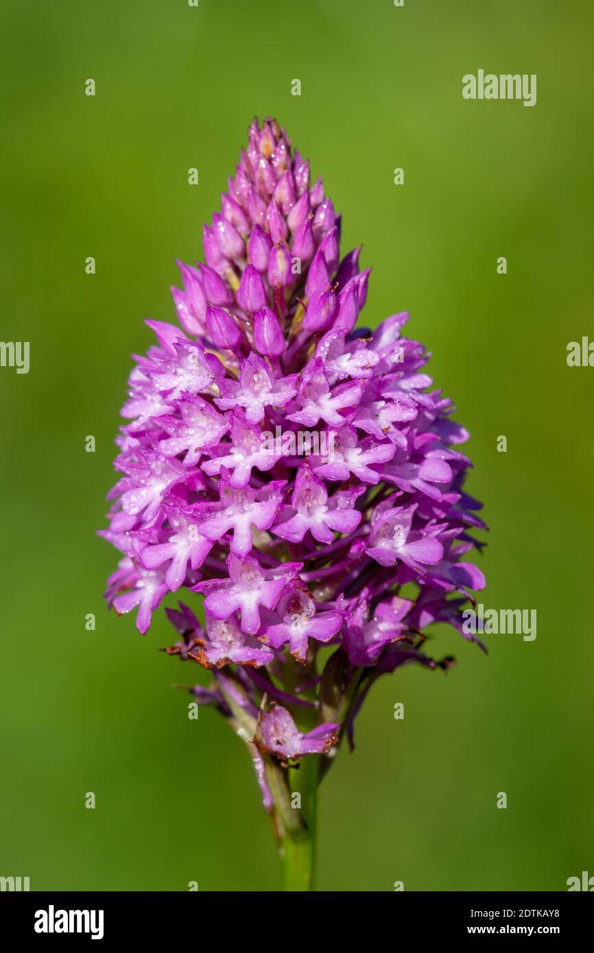 Lilac pyramid hi-res stock photography and images - Alamy