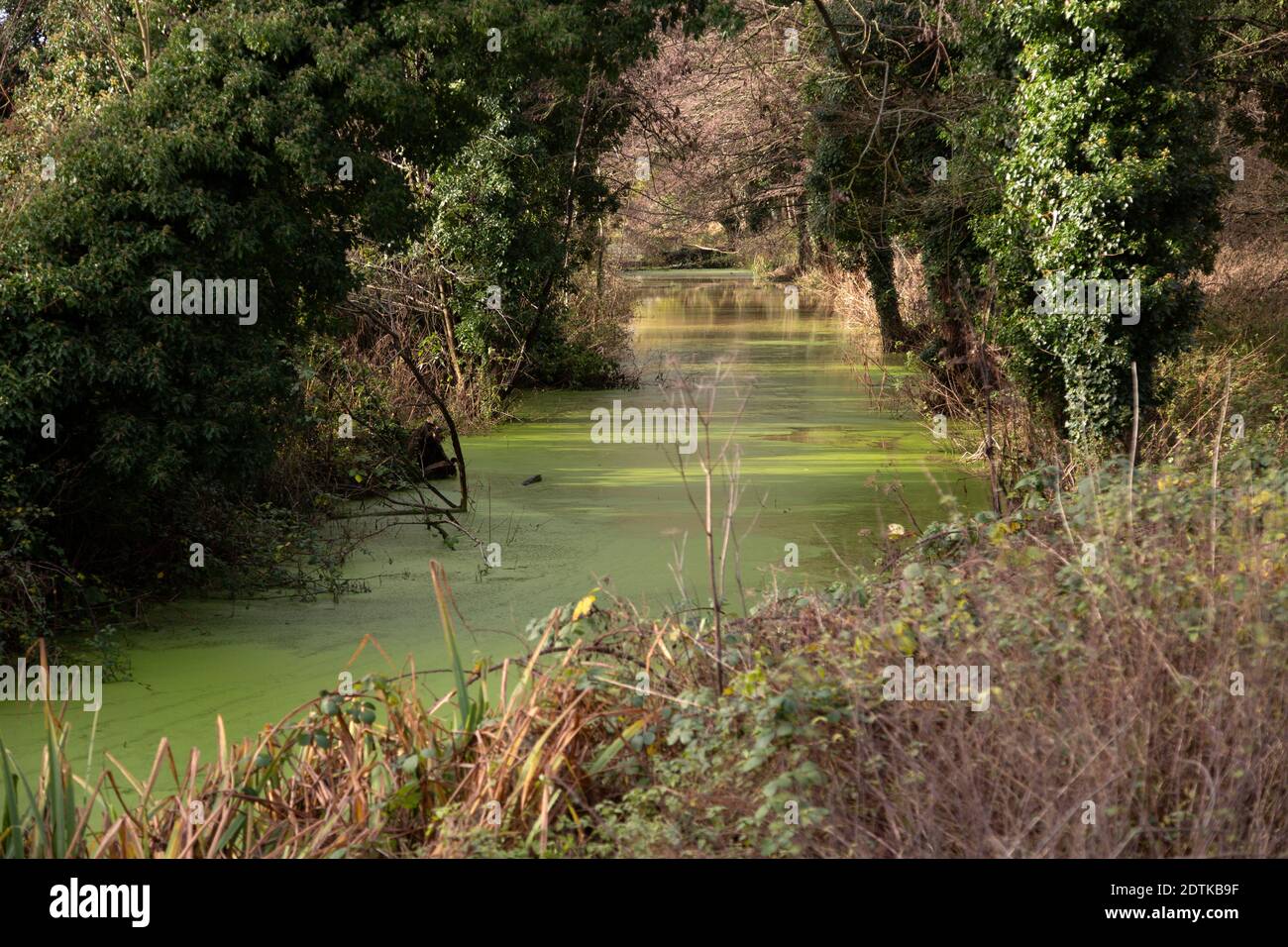 Water eutrophication channel on branch of Wiltshire and Berkshire canal ...