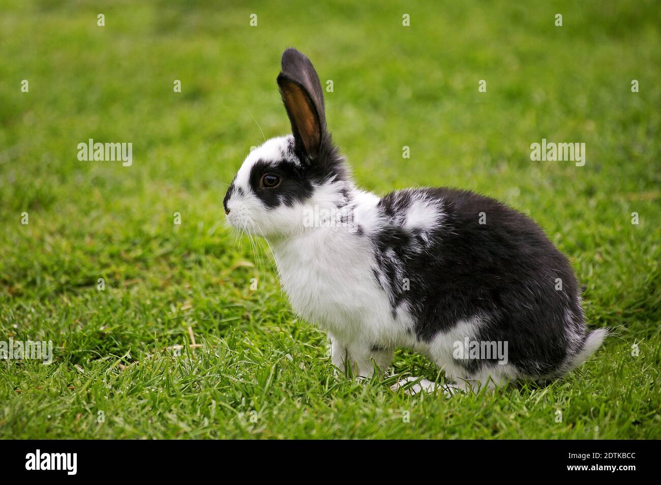 French Domestic Rabbit called Geant Papillon Francais Stock Photo - Alamy