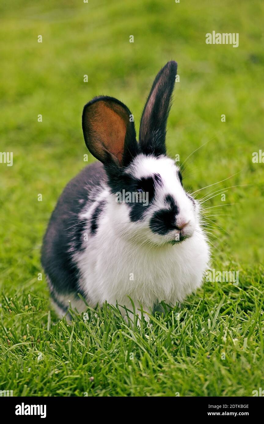 French Domestic Rabbit called Geant Papillon Francais Stock Photo - Alamy