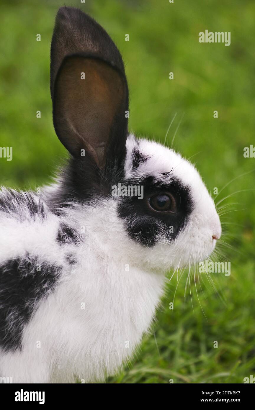 French Domestic Rabbit called Geant Papillon Francais Stock Photo - Alamy