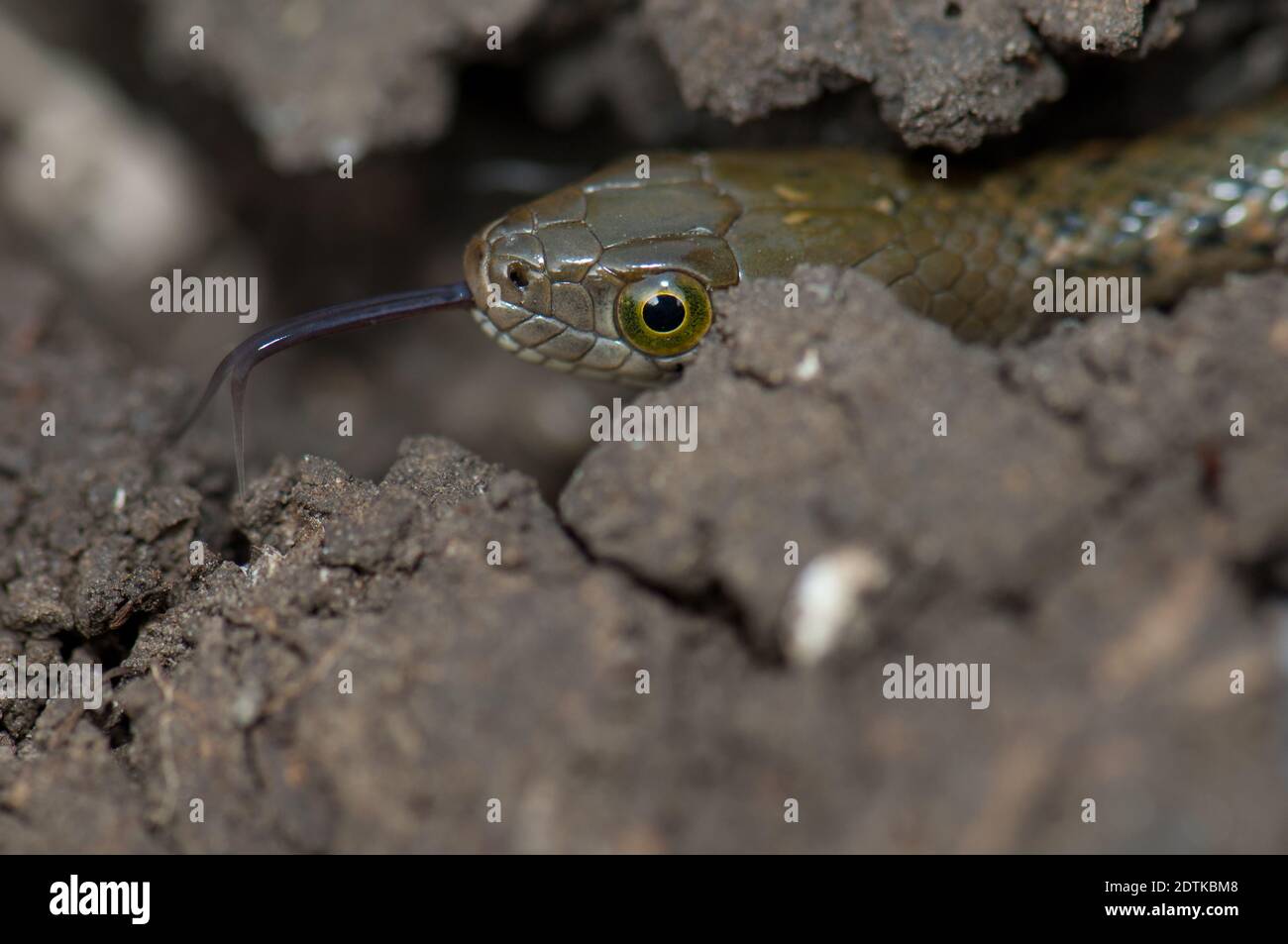 Checkered water snake hi-res stock photography and images - Alamy