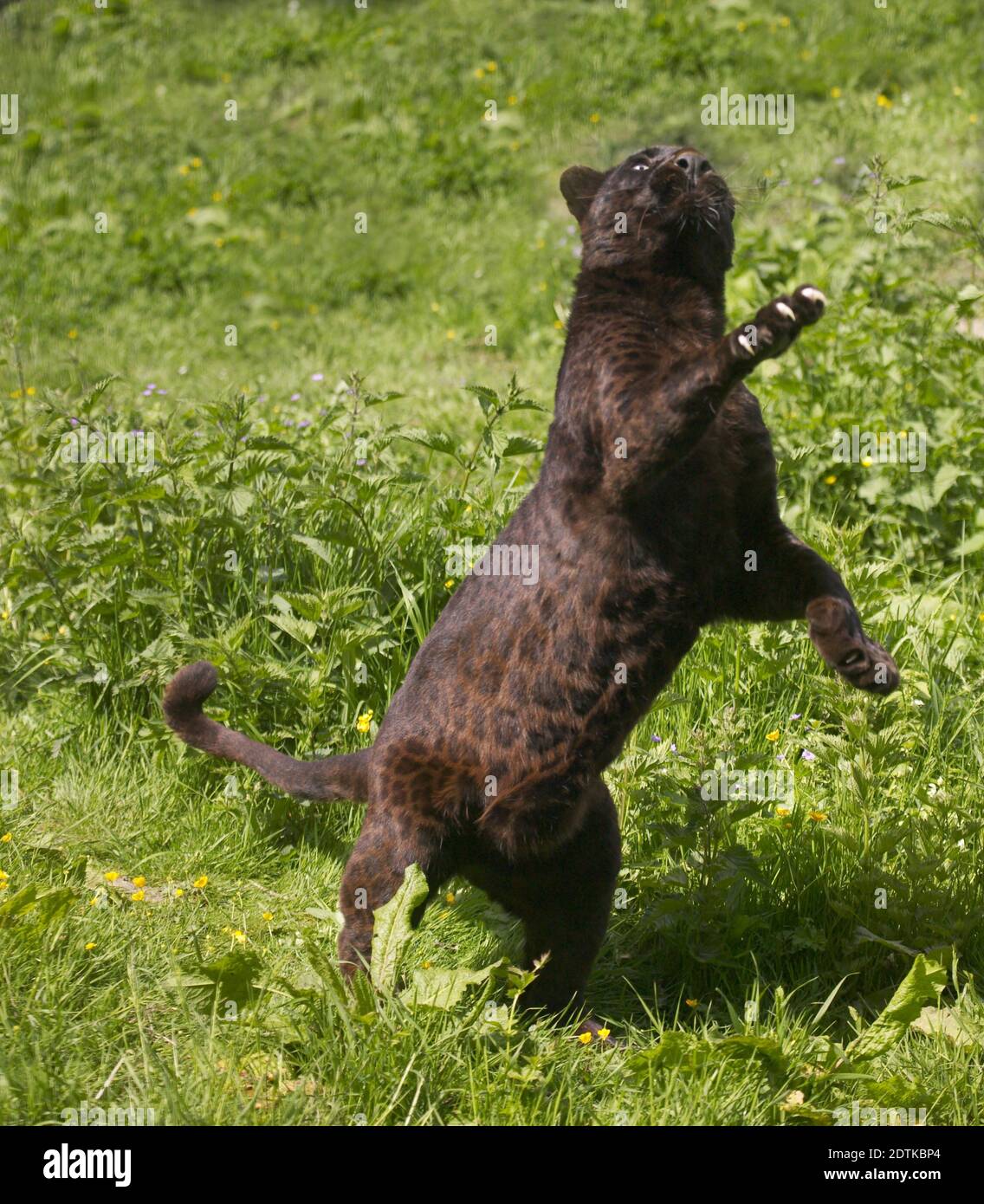 Black Panther, panthera pardus Stock Photo - Alamy