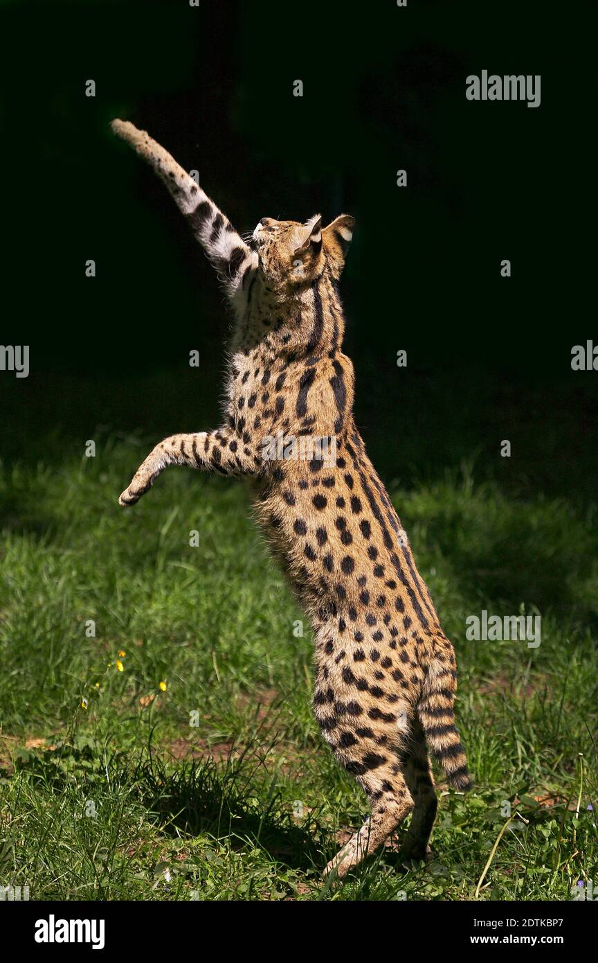 Serval Hunting Bird High Resolution Stock Photography and Images - Alamy