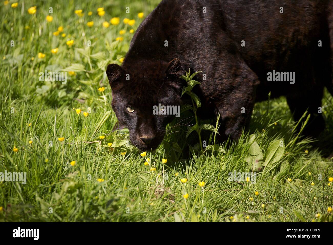 Black Panther, panthera pardus Stock Photo - Alamy