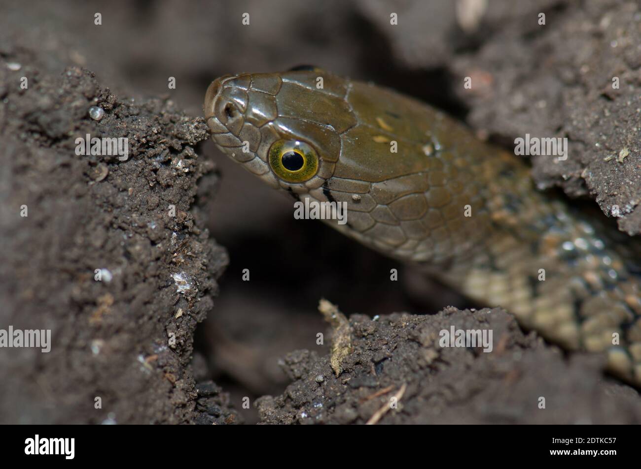 Olive Keelback Watersnake