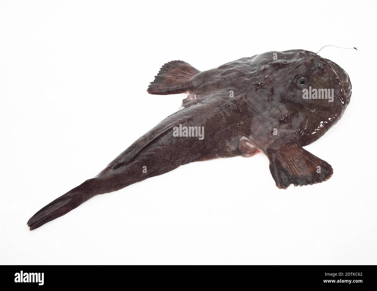 Monkfish, lophius piscatorius, Fresh Fish against White Background ...