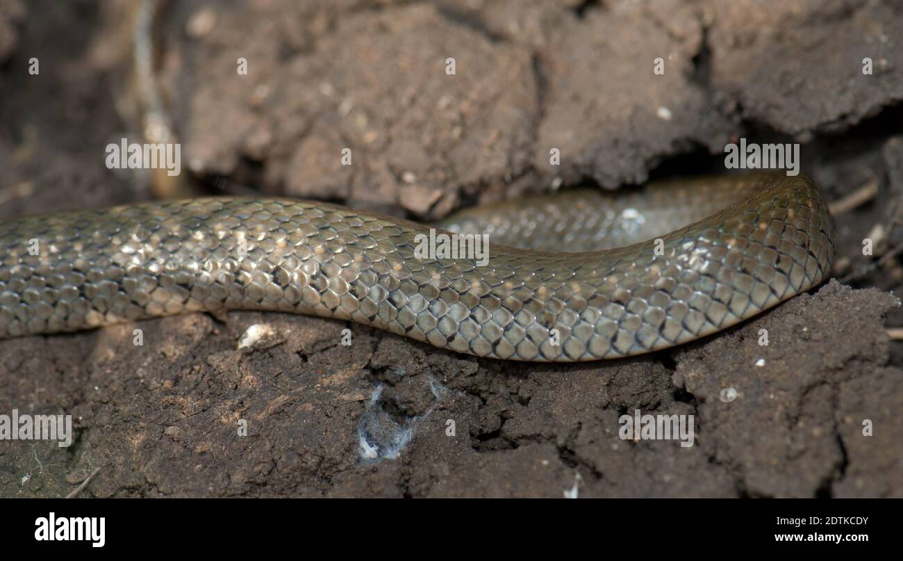 Keelback water snake hi-res stock photography and images - Alamy