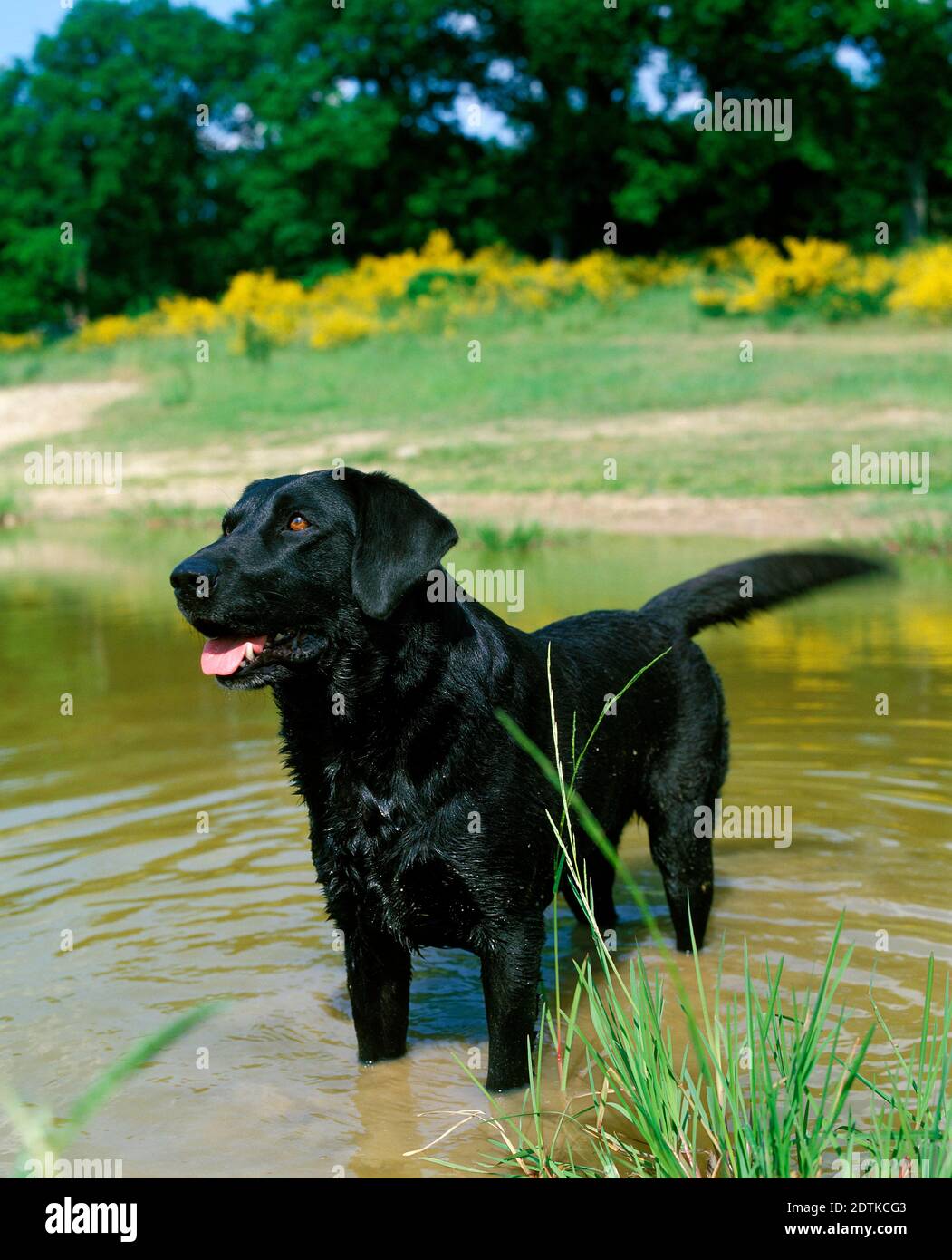 Black Labrador Retriever, Dog standing in Water Stock Photo - Alamy