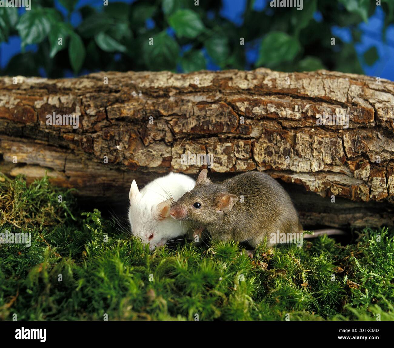White Mouse and House Mouse, mus musculus Stock Photo - Alamy
